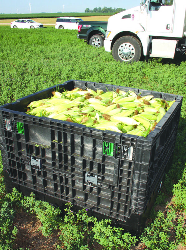 Bunting Corn Harvest to Aid Food Bank – The Paper On Line